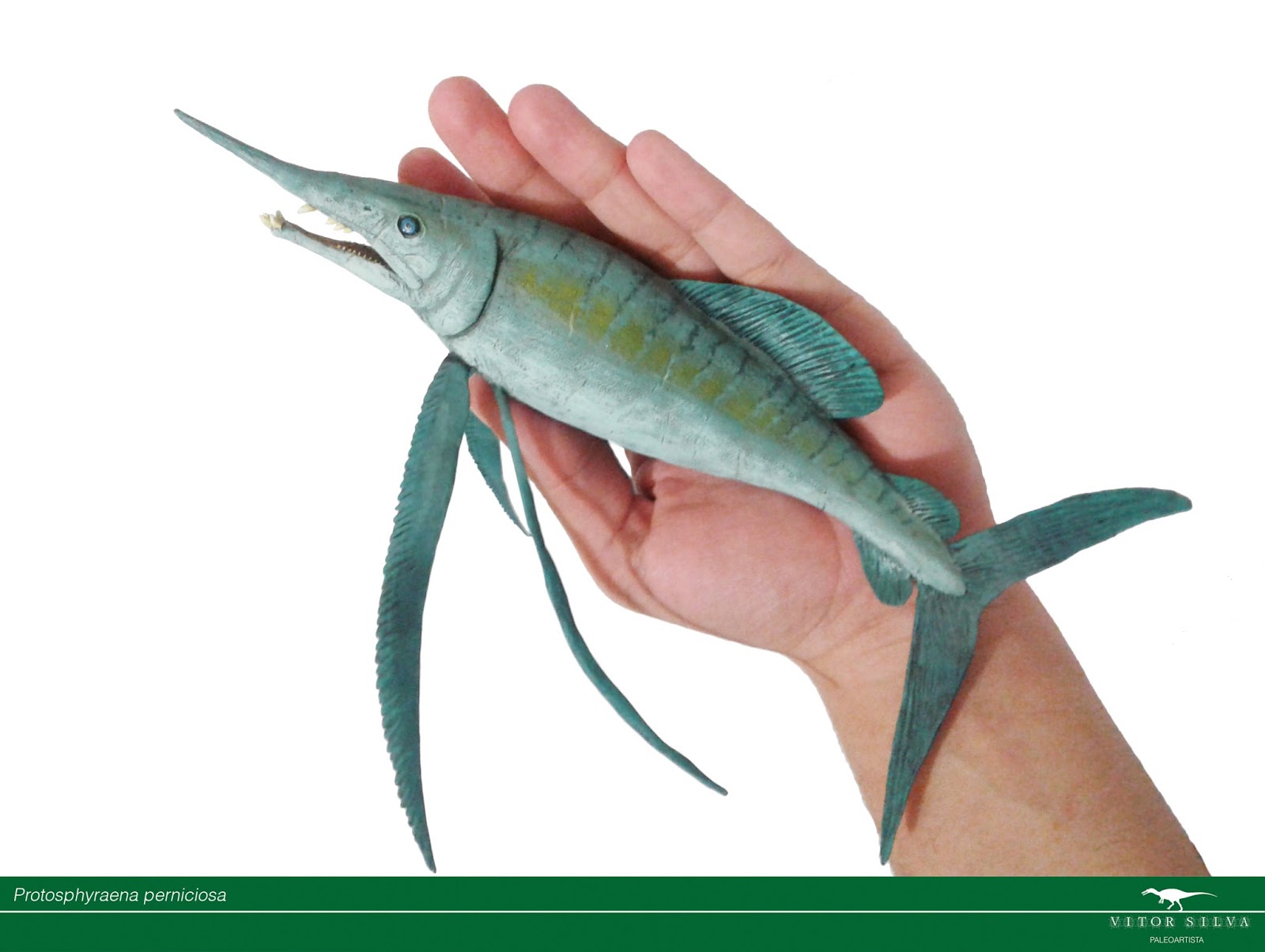 Vitor Silva - Paleoartista: Protosphyraena