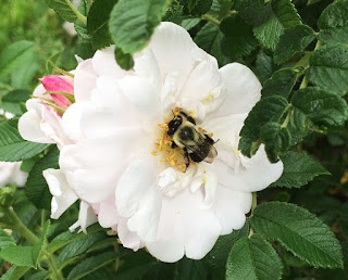 Sharon's Compendium: About the Bees