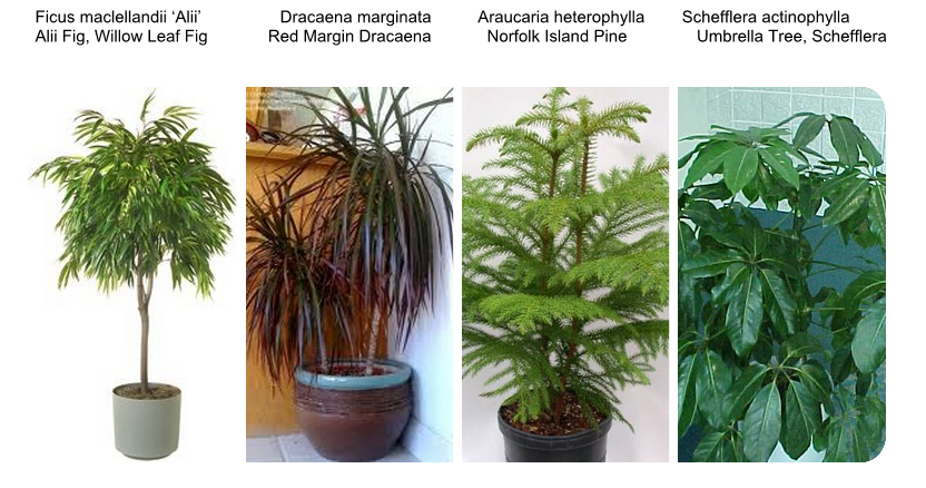 Interiorscaping Compendium: INDOOR PLANT IDENTIFICATION