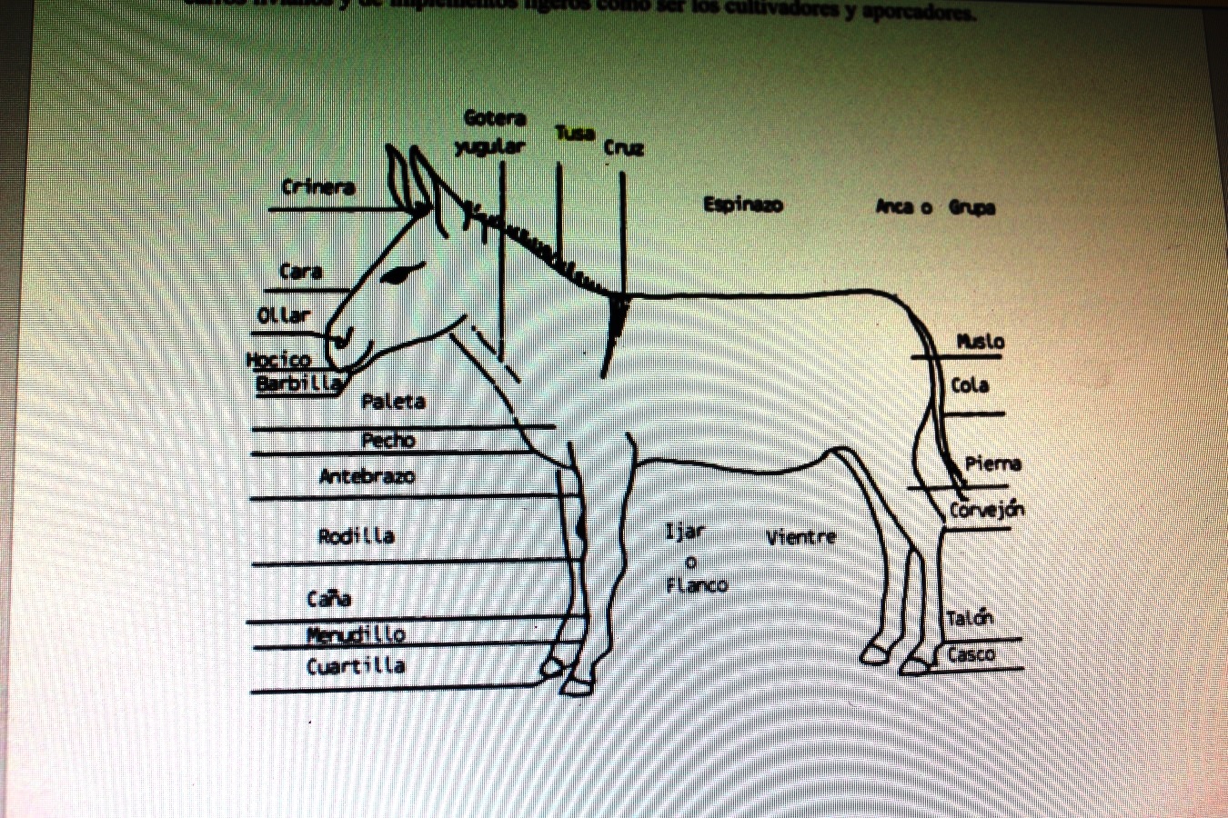 Hola, Sopetrán.: El ganado Mular.