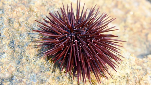 VISITEUSSOON: Sea urchin