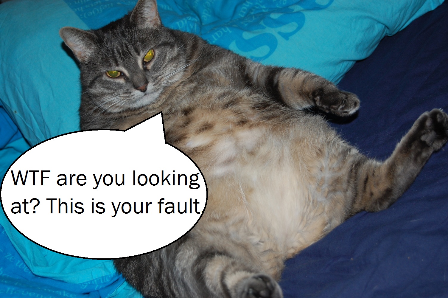 Pets Shit Pet Obesity Shit pets-shit-pet-obesity-shit