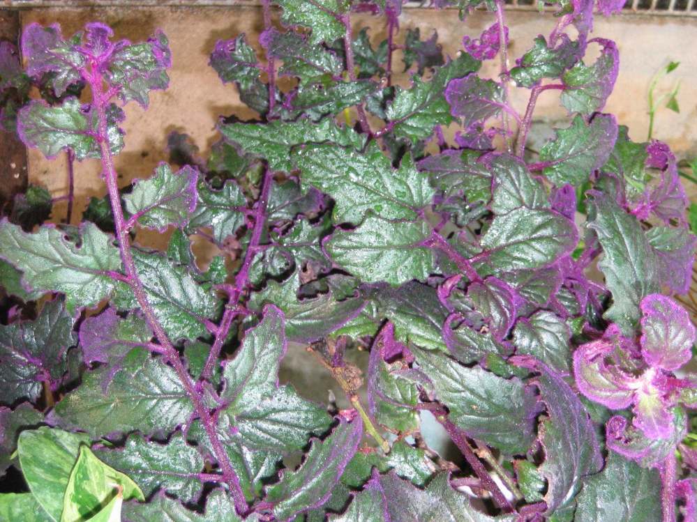 Garden Plants: Gynura