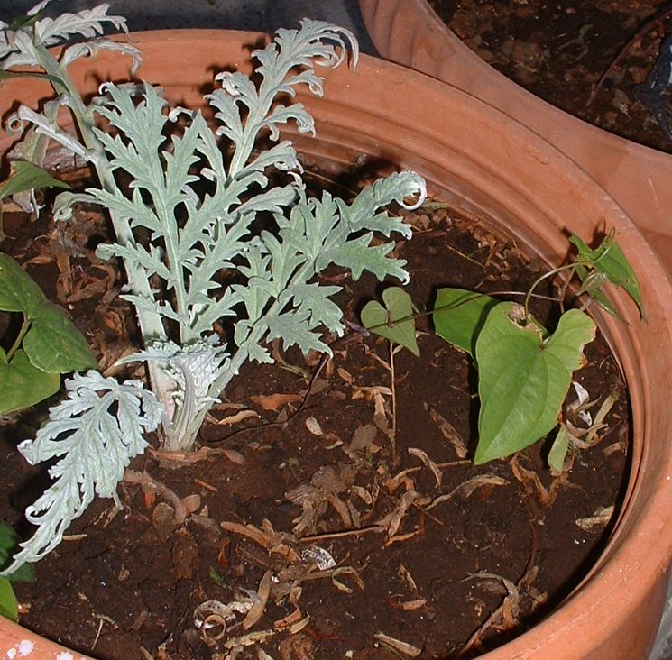 Oleander: Dioscorea batata (Chinesische Yams)