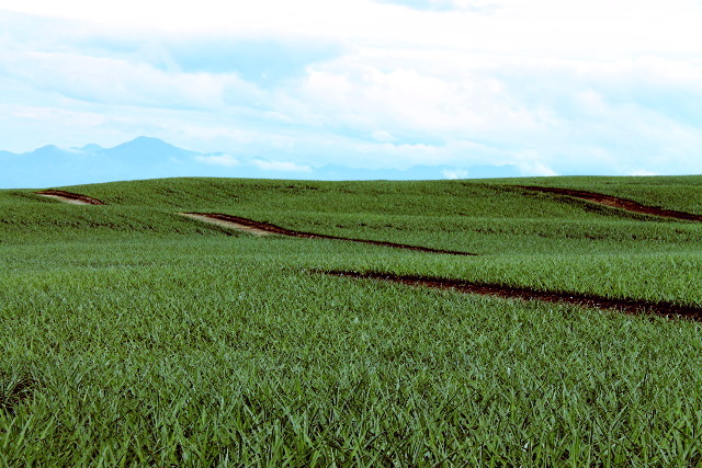nephithyrion: Pineapple Fields at Dole Phils Polomolok