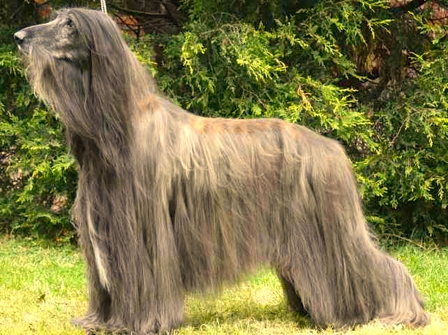 NUNCAJAMAS COCKER: LEBRELES; LA ARISTOCRACIA DE LOS PERROS