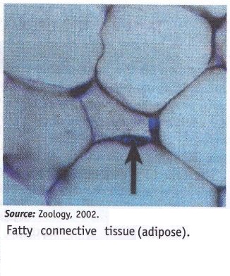 Types Of Connective Tissue - New Science Biology