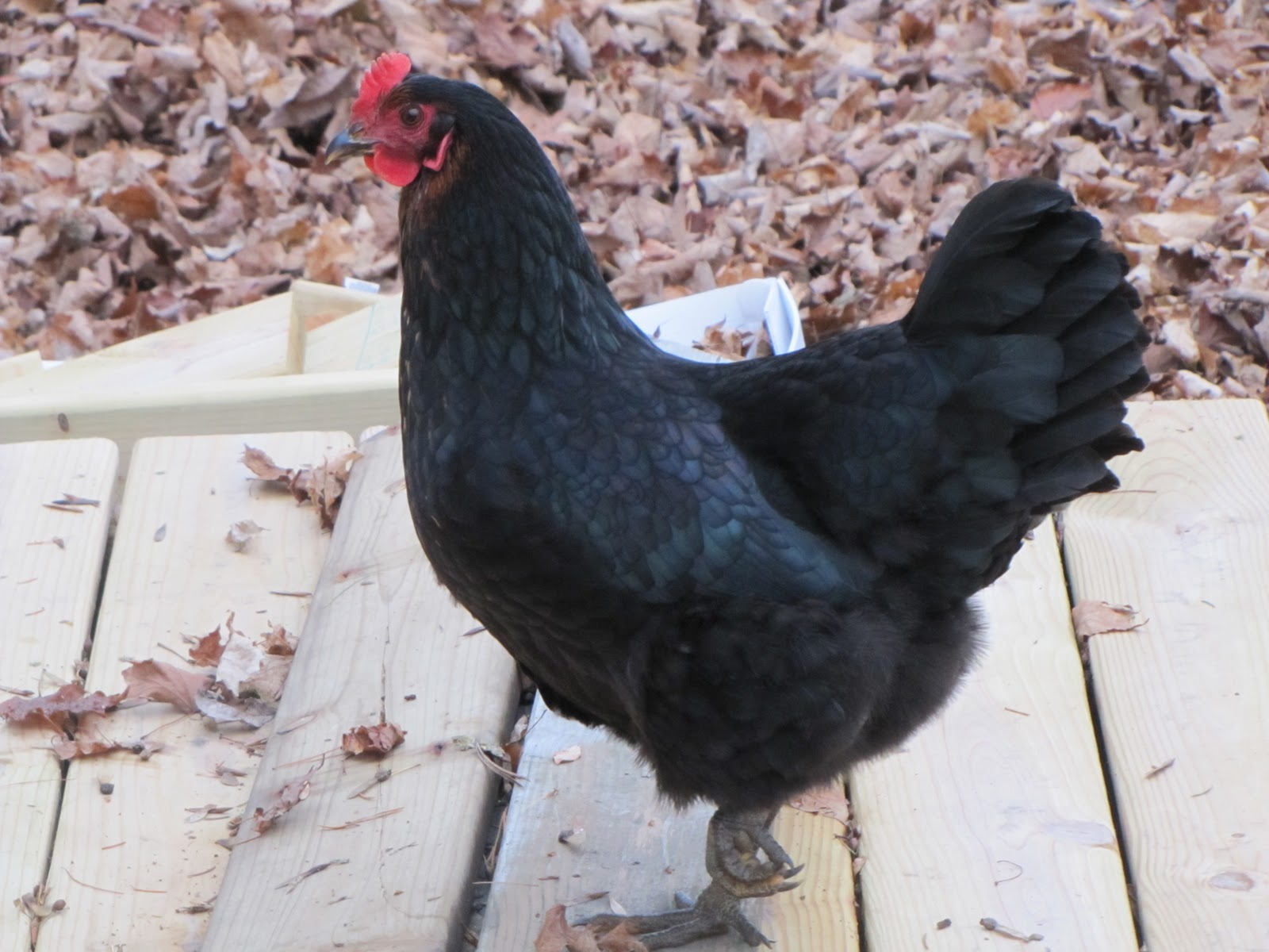 Living Values ~ Valuing Lives: A True Story With Gini, Wendy, Chicken ...