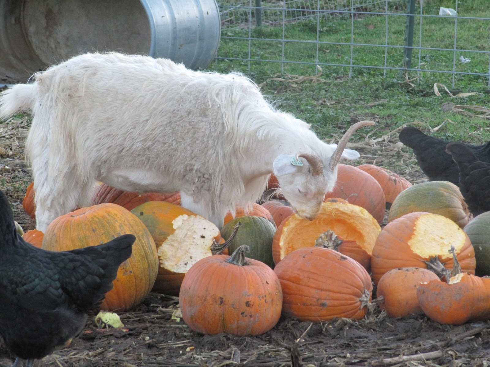 LIBERTY FARM CASHMERE GOATS: PUMPKIN FEAST