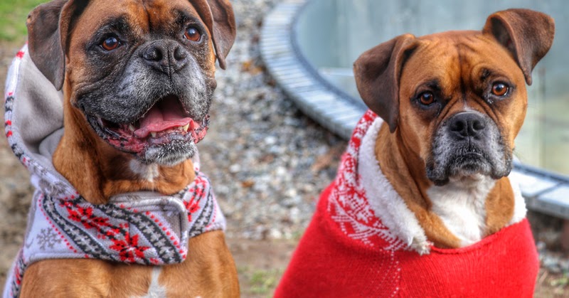 Survey Shows Changes as Dogs Age (and How You Can Help Your Dog)