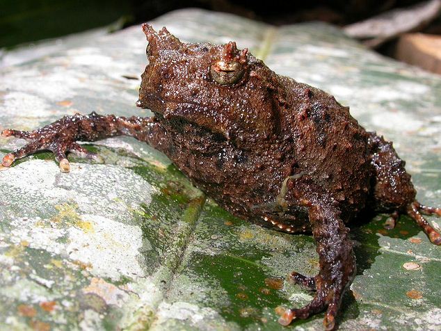 Why So Grumpy Mr. Grumpy Frog? | Featured Creature