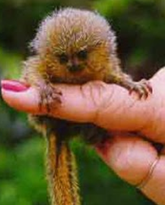 tinny Finger Monkey: Tinny Finger Monkey