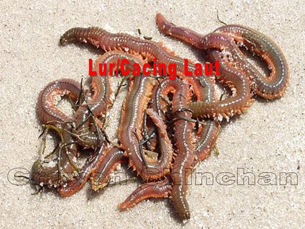 KUMPULAN UMPAN LELE JILID 2