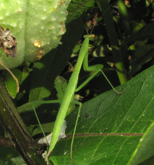 The Web of Life: Ladybugs, Praying Mantis, and other So-called ...