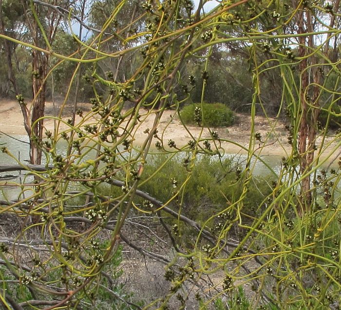 Esperance Wildflowers: Cassytha melantha - Large Dodder Laurel
