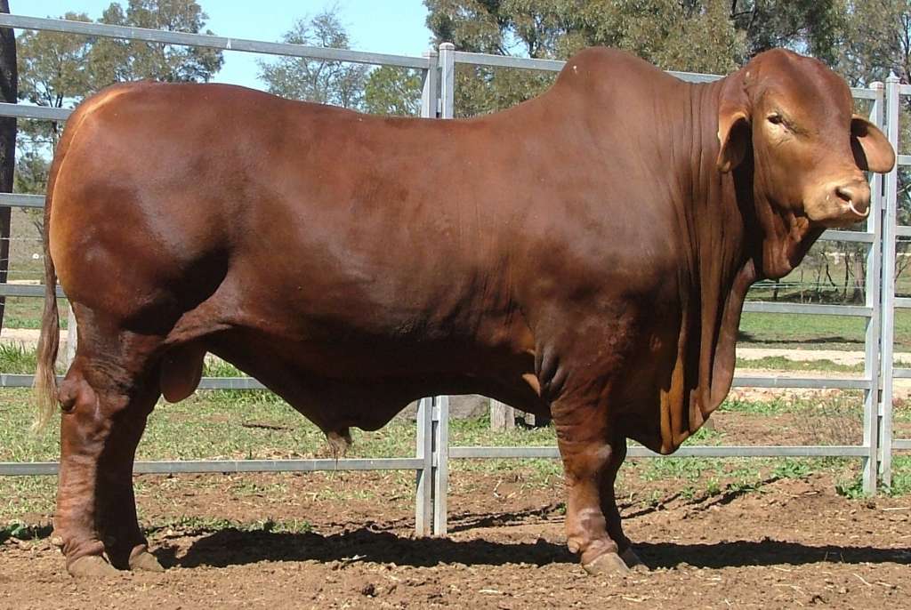 Peternak Indonesia Yang Sukses di Luar Negeri | Catatan Blogger ...