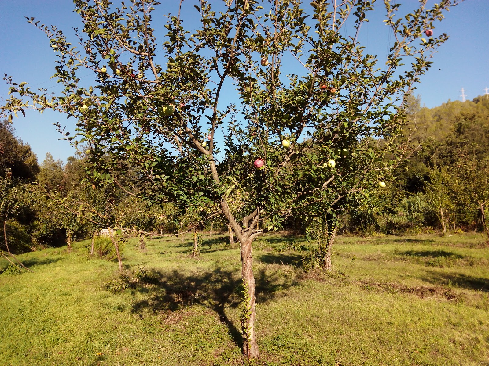 Els arbres del Jordi: LES POMERES MÉS TARDANES
