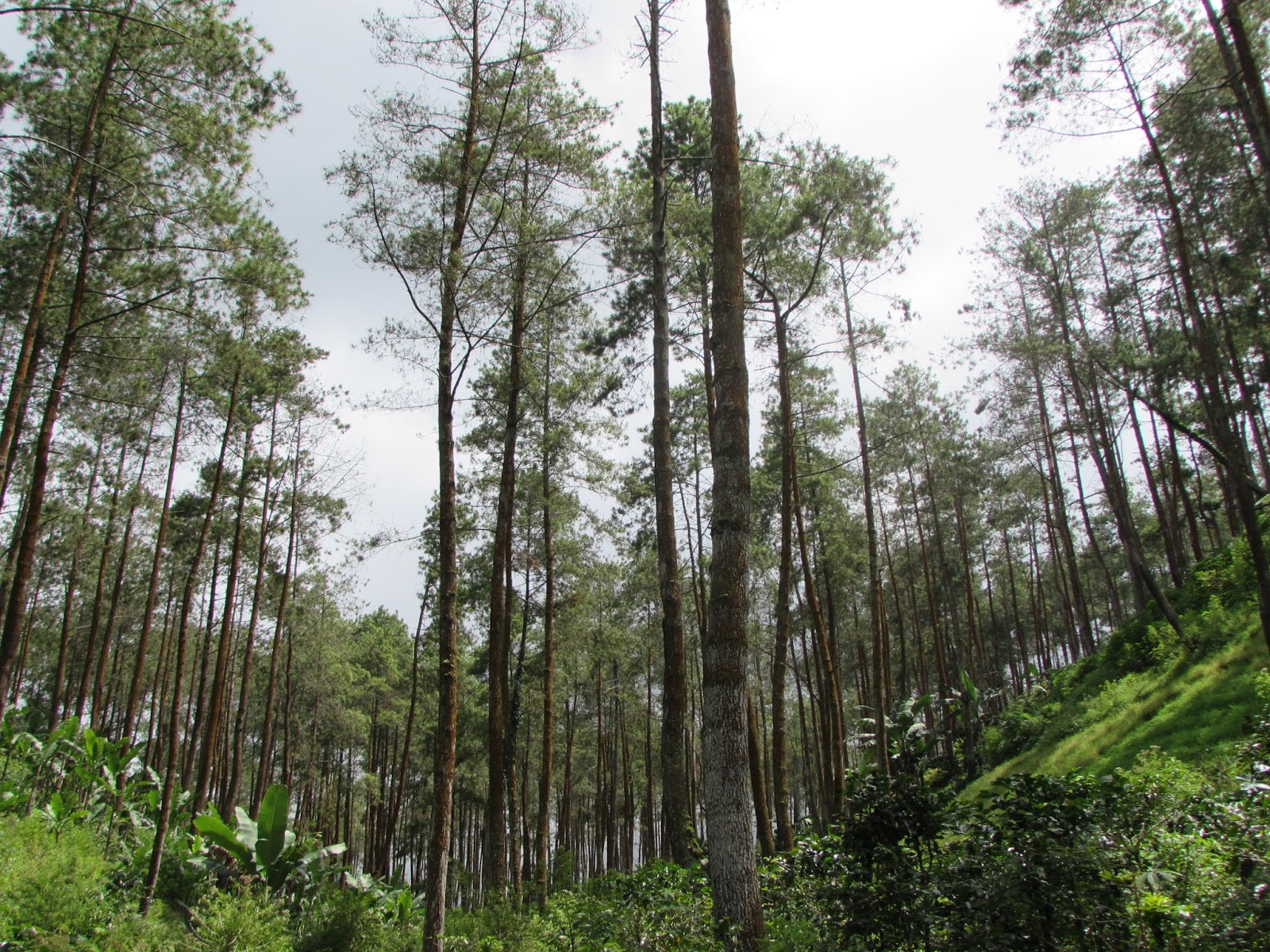 Lahan Agroforestri di Malang