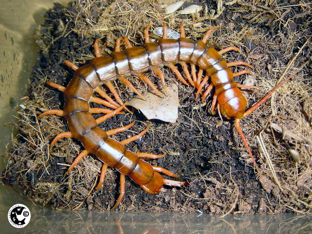 etombiruodotcom: 10 lipan terbesar di dunia