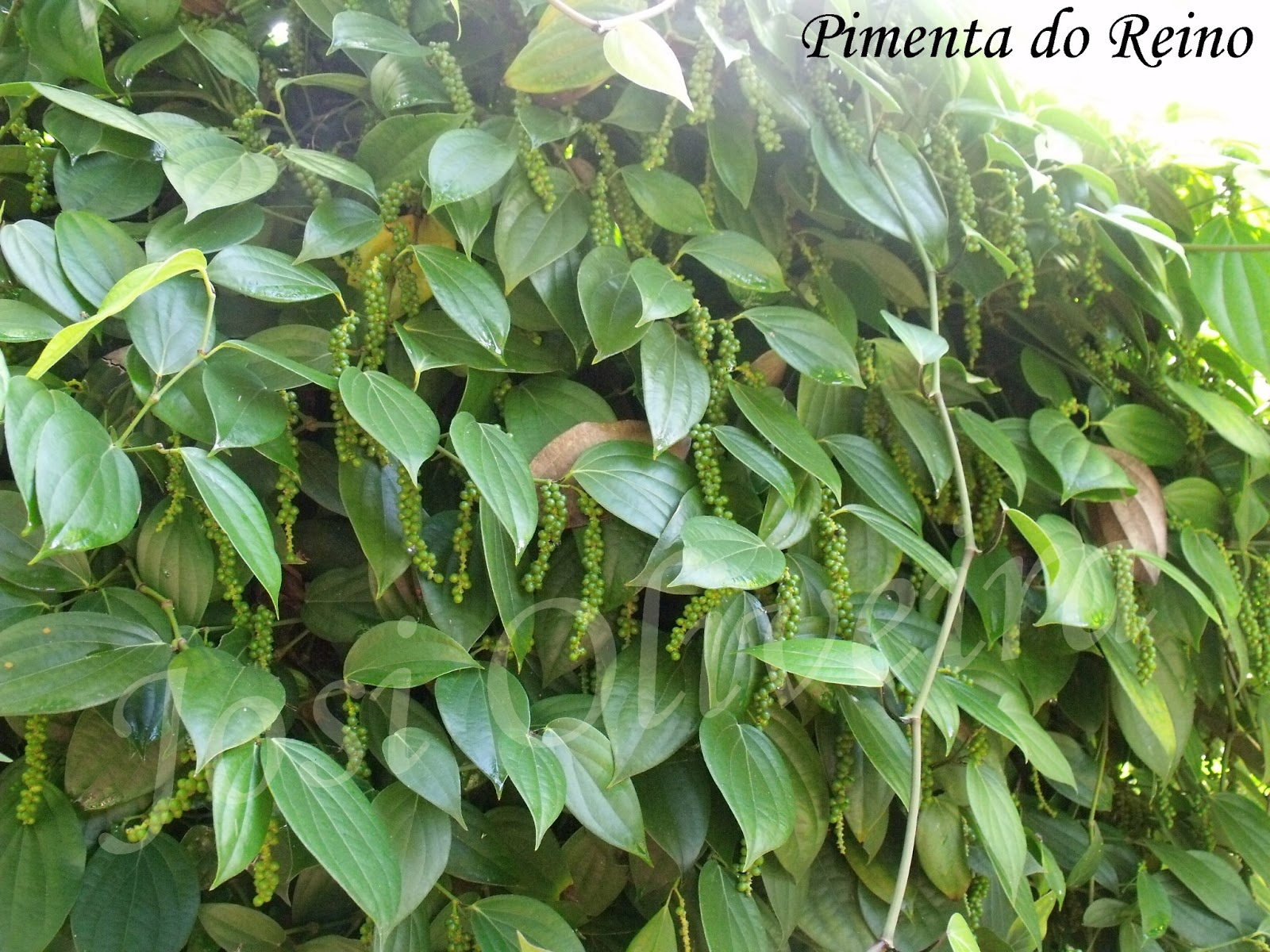 Viveiro Oliveira: Pimenta do Reino