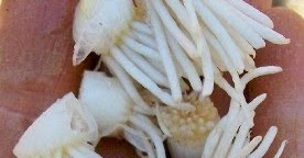 How to Regrow Green onions From The Root Ends