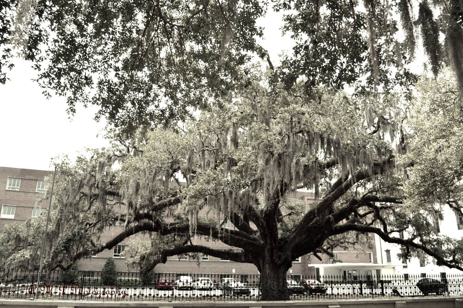 Forgotten Georgia: Oldest Oak Tree in GA -Savannah