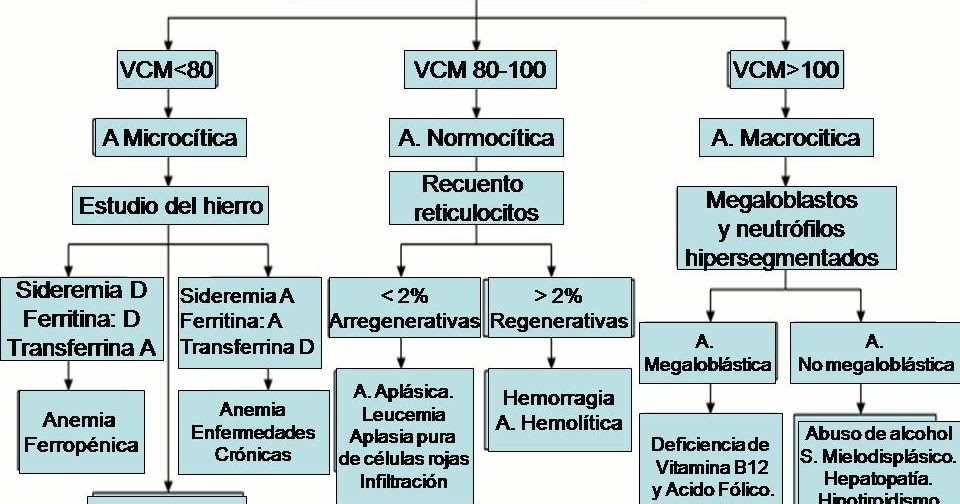 Zippo Idee: LO QUE DEBES SABER DE - (ANEMIA) SINDROME ANEMICO.
