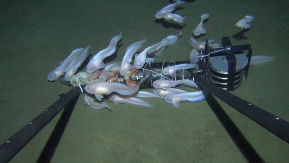 Edokko 1 - Questo piccolo grande BANZAI