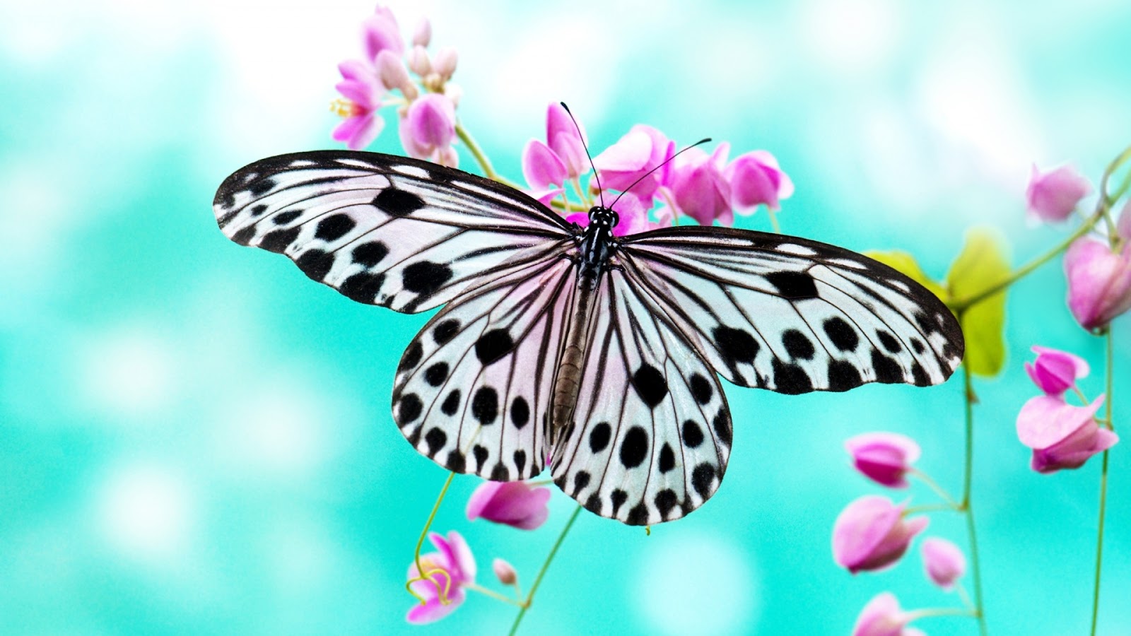 Marble Butterfly - Mystery Wallpaper