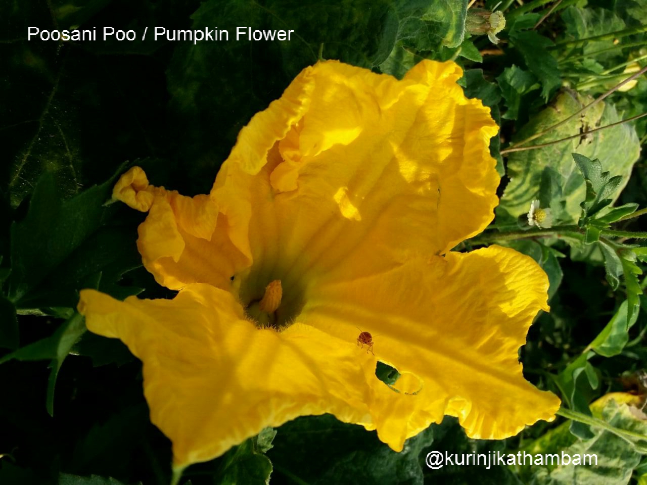 Flowers from My Cam: 14. Poosani Poo / Pumpkin Flower ~ Kurinji Kathambam