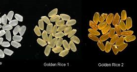Genetics Blog Assignment: Golden Rice - Genetic Engineering