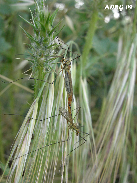 UN AMBIENTALISTA: Un mosquito GIGANTE
