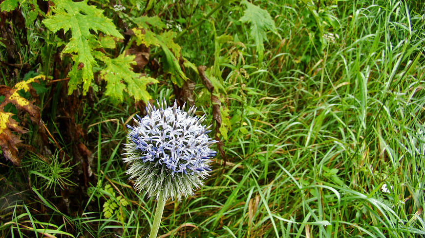 NATURE and TRAVEL: Przegorzan kulisty-polska Strychnina C21H22N2O2