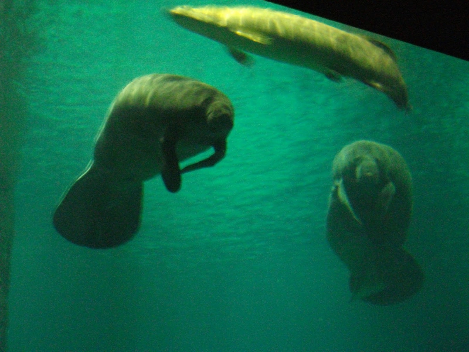 River Safari, Singapore Zoo