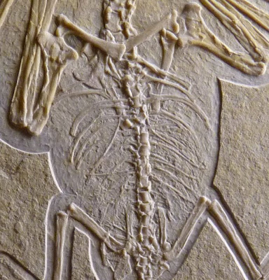 bensozia: Bellubrunus rothgaengeri