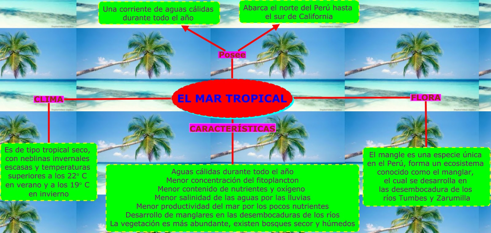 Geografía: El Mar tropical- Mapas conceptuales