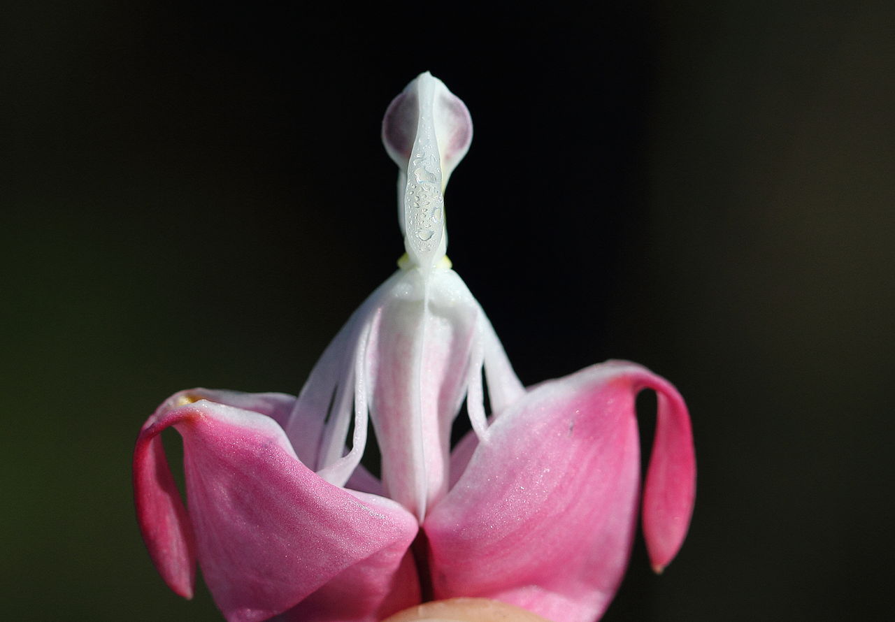 Real Monstrosities: Bleeding Heart