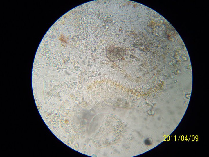 Biología Humana (Claudia y Shaila): Observación del tejido epitelial ...