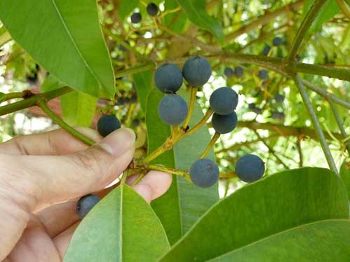 KAJIAN LUBAI: Bintangor