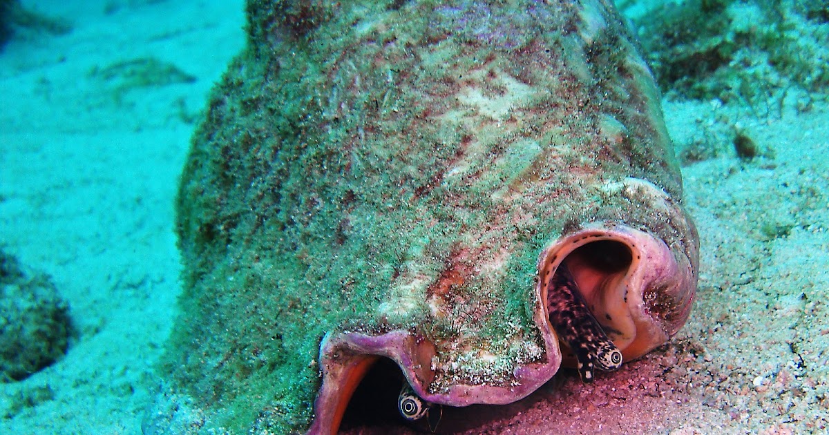 Real Monstrosities: Conch Flippin' Easy