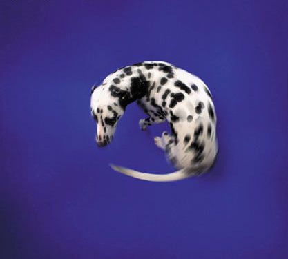 Dog Talk 101: Spin Trick