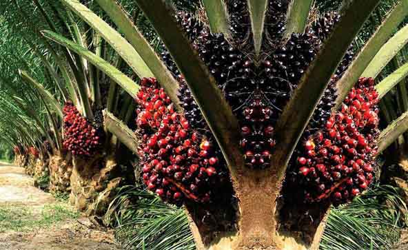 PT Agro Bukit Perlu Meningkatkan Hasil Kelapa Sawit