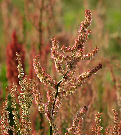 Frutos secos contendo as sementes da azeda ou azedinha