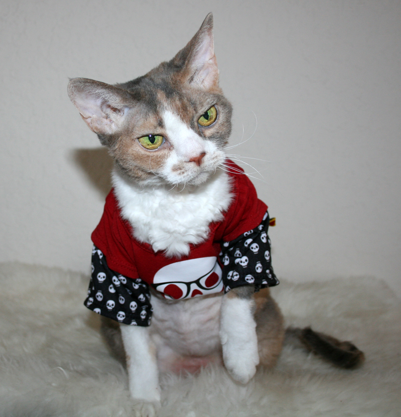 Daisy the Curly Cat: Brace Yourself!