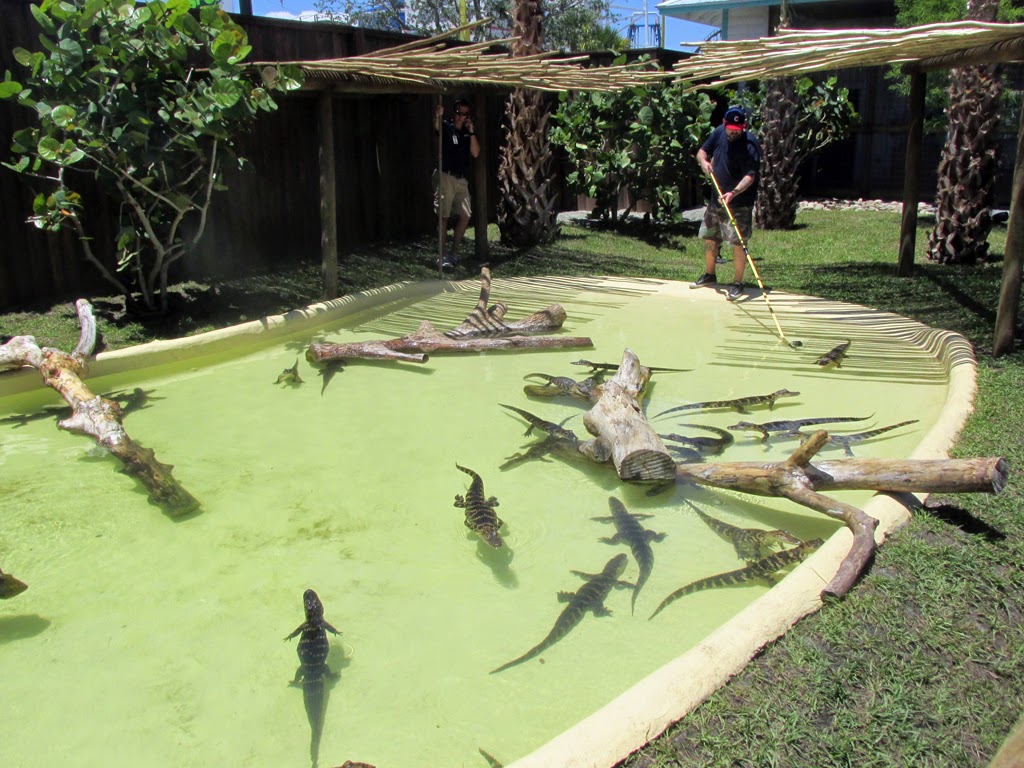 Amusement Park... Stuff: Gator Spot at Fun Spot!