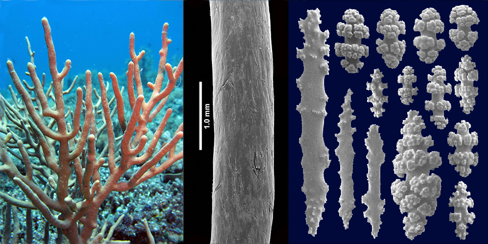 Corals and Coral Reefs