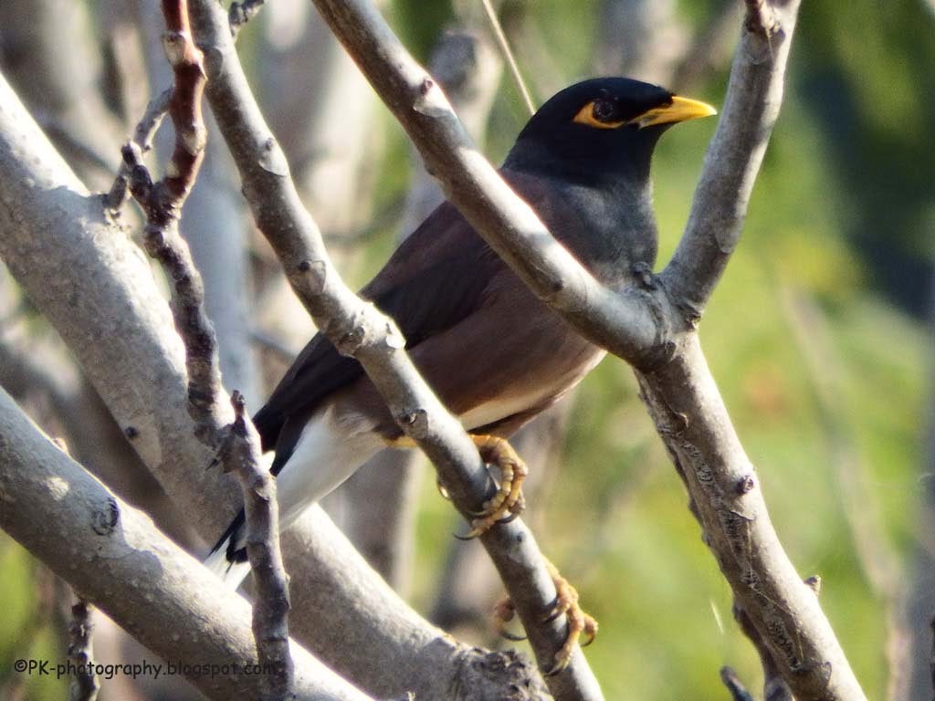 Indian Myna Bird | Nature, Cultural, and Travel Photography Blog