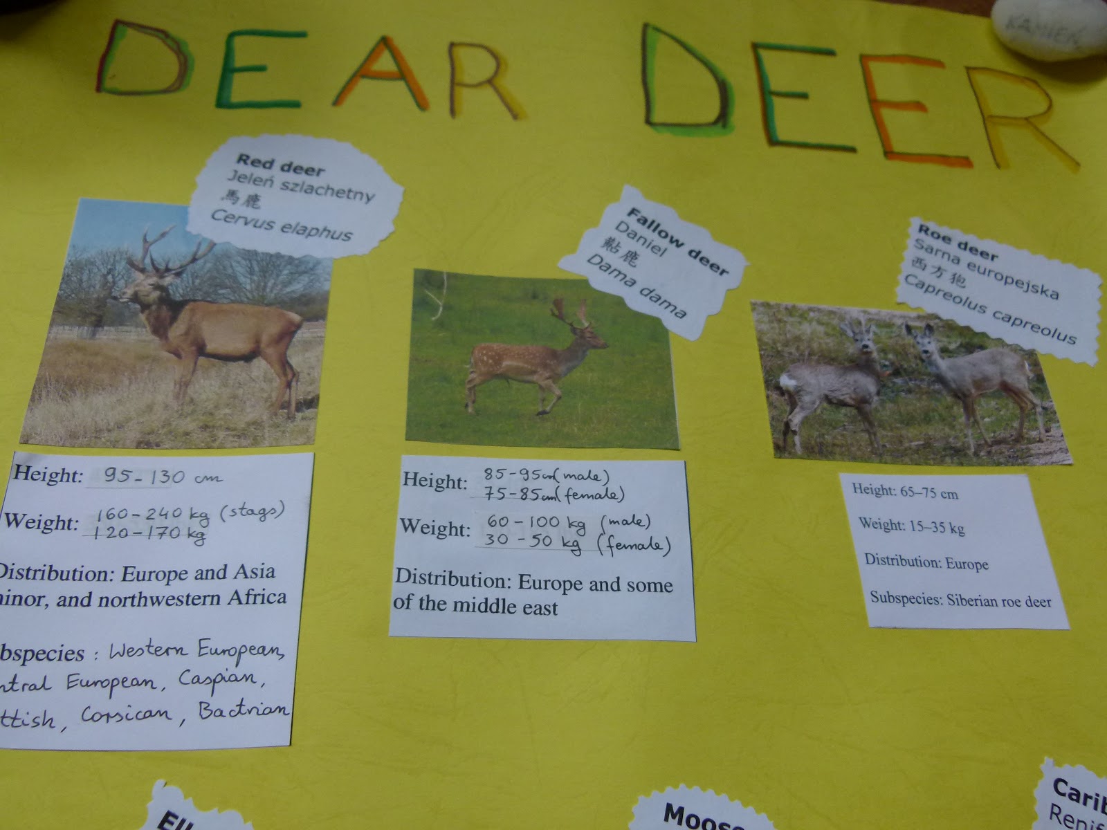 Dear Deer poster