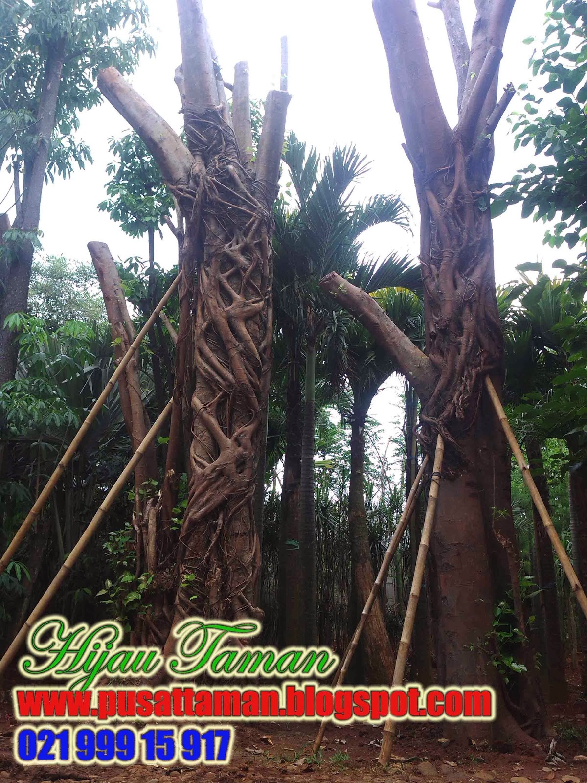 JUAL POHON BODHI | TANAMAN PENEDUH | POHON PELINDUNG | Tukang Taman Murah