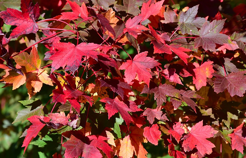 Trees Planet: Acer rubrum – Red Maple